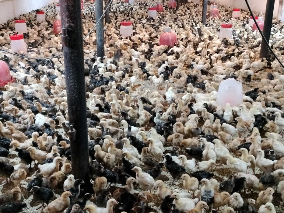 Pui zburati de gaina si dr curca Malureni • OLX.ro