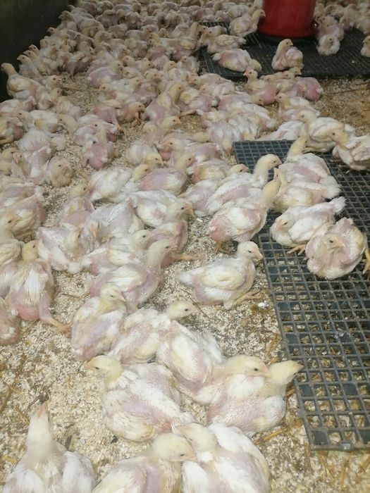 Pui zburati de gaina si dr curca Malureni • OLX.ro