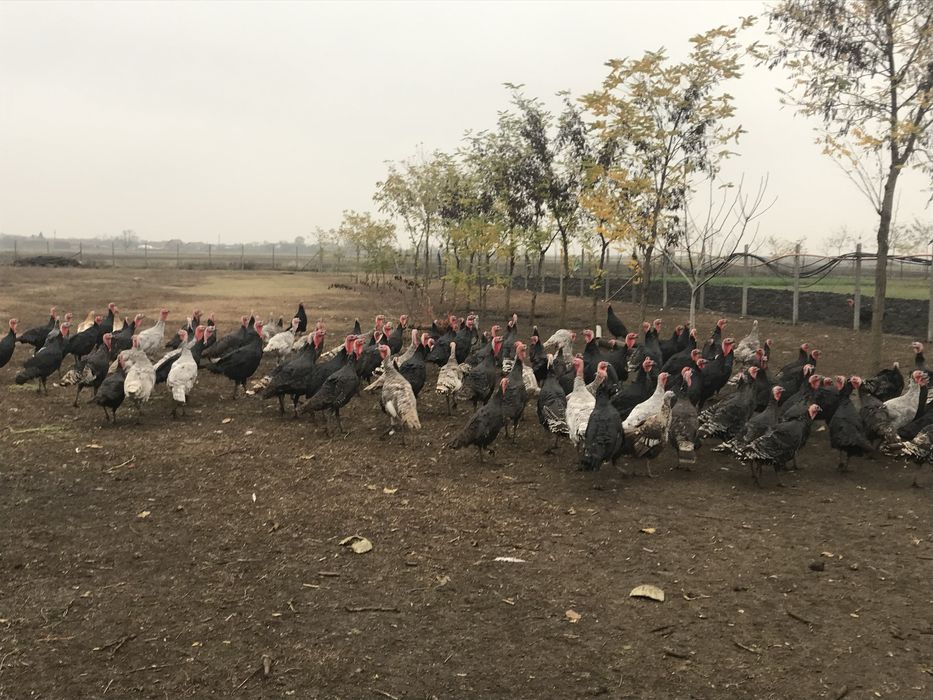 Curci si curcani Valcani • OLX.ro