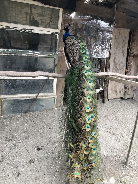 Pauni de vanzare Podari • OLX.ro