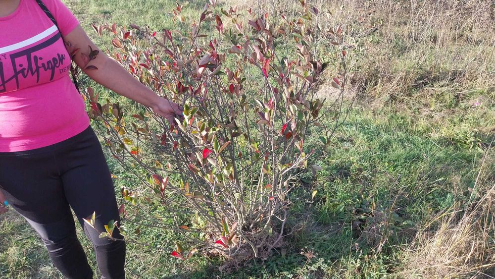 Puieti si tufe de Aronia Sanmartin • OLX.ro