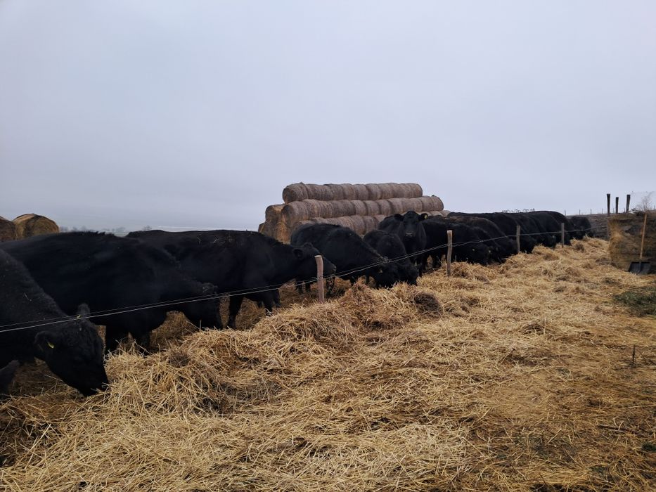 Vând vaci angus cu certificat de origine Beresti • OLX.ro