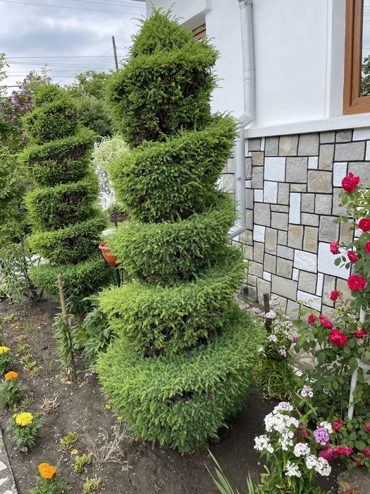 Braduti de gradina I. L. Caragiale • OLX.ro