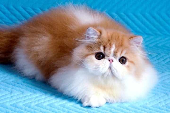 Pisica persana pedigree CFA Fundeni • OLX.ro