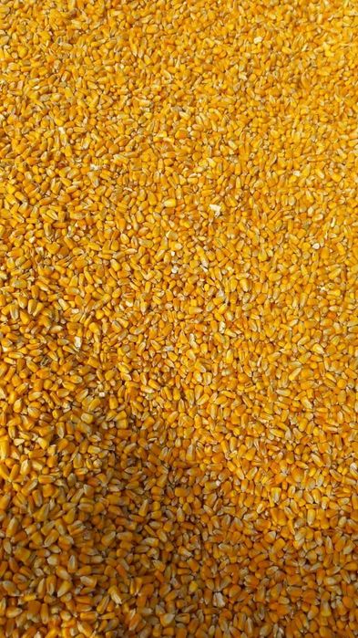 Porumb grau orzoaica uruiala Sacele • OLX.ro