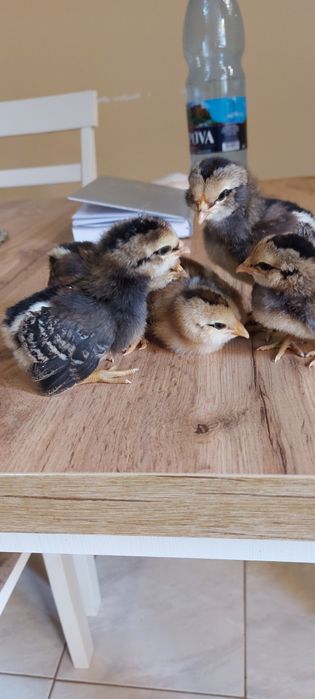 Pui araucana potarnichiu salbatic Arad • OLX.ro