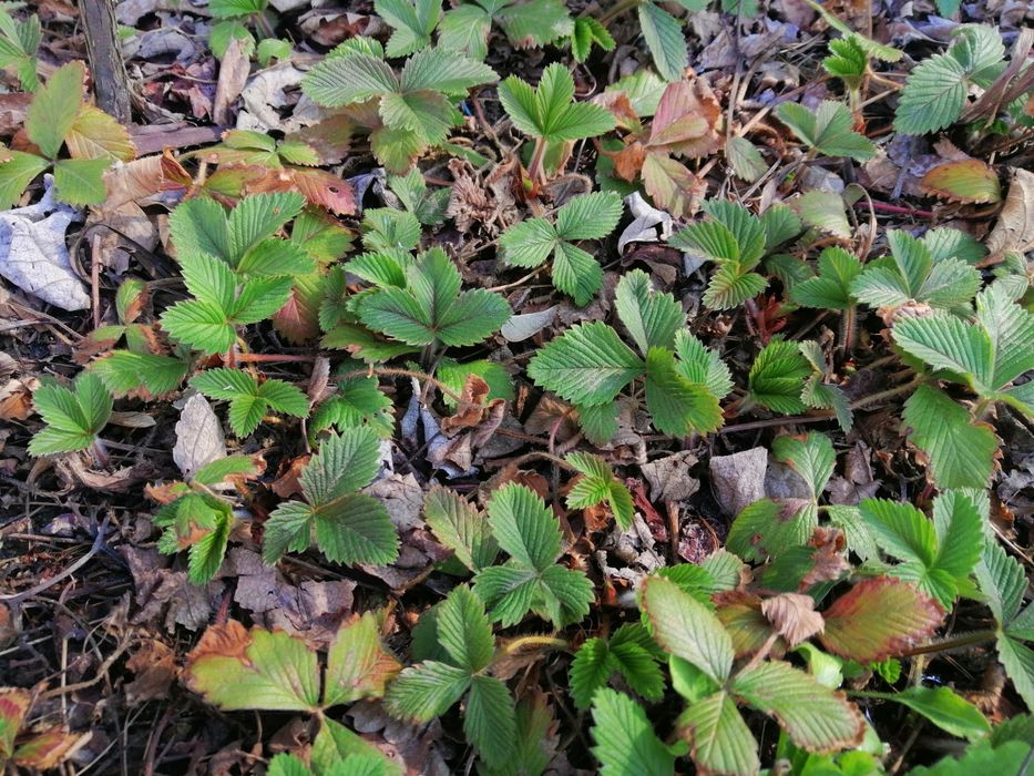 Vand fragi mari de cultura, Premium Pitesti • OLX.ro