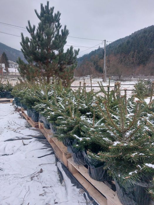 Pachet 50 buc. Mixt- 5 specii brad american la ghiveci 5L- H 60-90cm ...