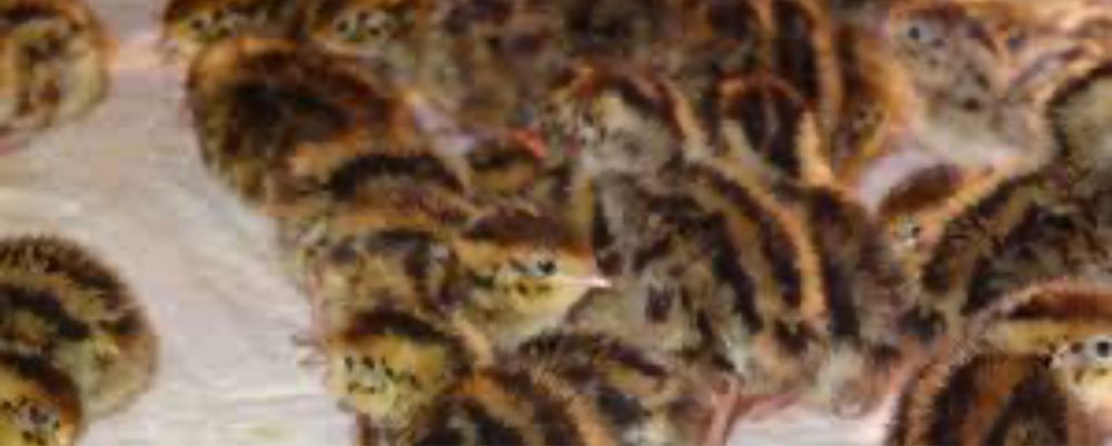 Prepelite de la 3 la 36 zile ,oua de consum oua de incubat .Pret minim ...