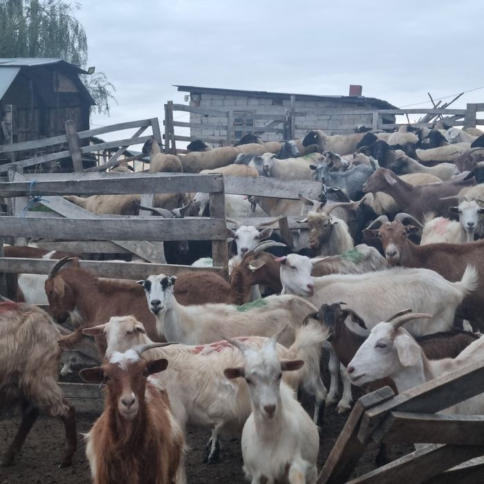 Vând capre românești cu certificat de origine Ghimpeteni • OLX.ro