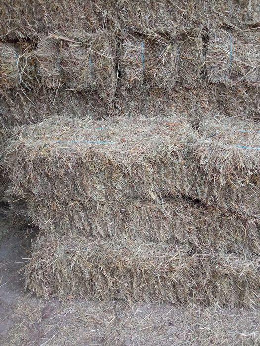 Baloti de fan, otava 2025 Lemnia • OLX.ro