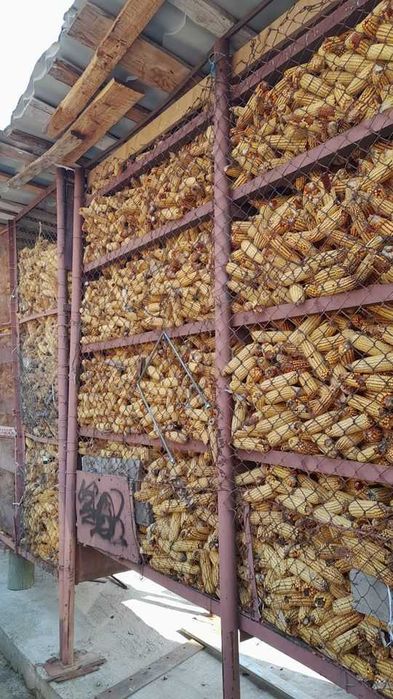 Porumb stiulete 2024, f uscat Ocolis • OLX.ro