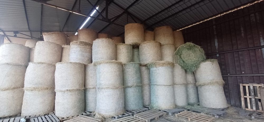 Baloti Lucerna 2024 coasa 3 Santana • OLX.ro