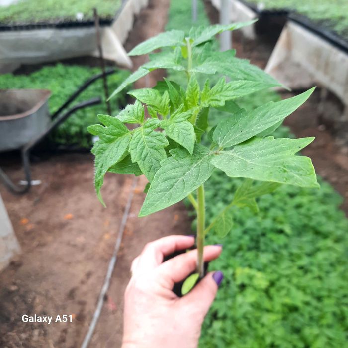 Rasaduri tomate Rila F1 si Prekos F1 Draganu • OLX.ro