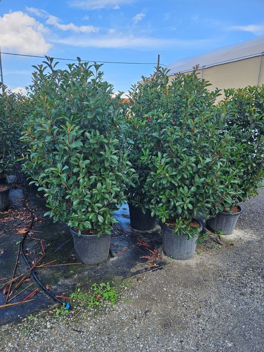 Sempervirenz chiparos italian Floresti • OLX.ro