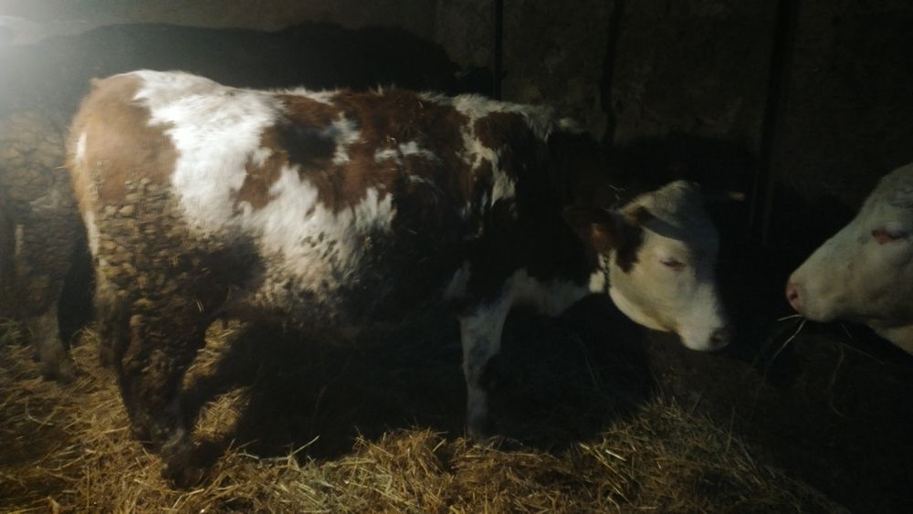 Vaci baltata de vazare Sacueni • OLX.ro