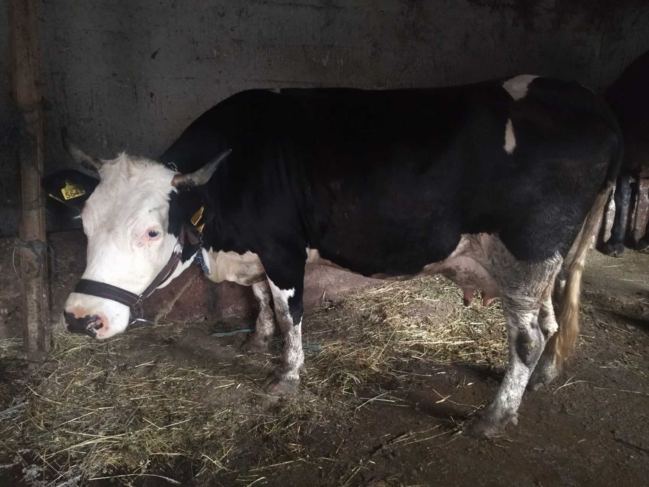 Vând vaci tinere Botosani • OLX.ro