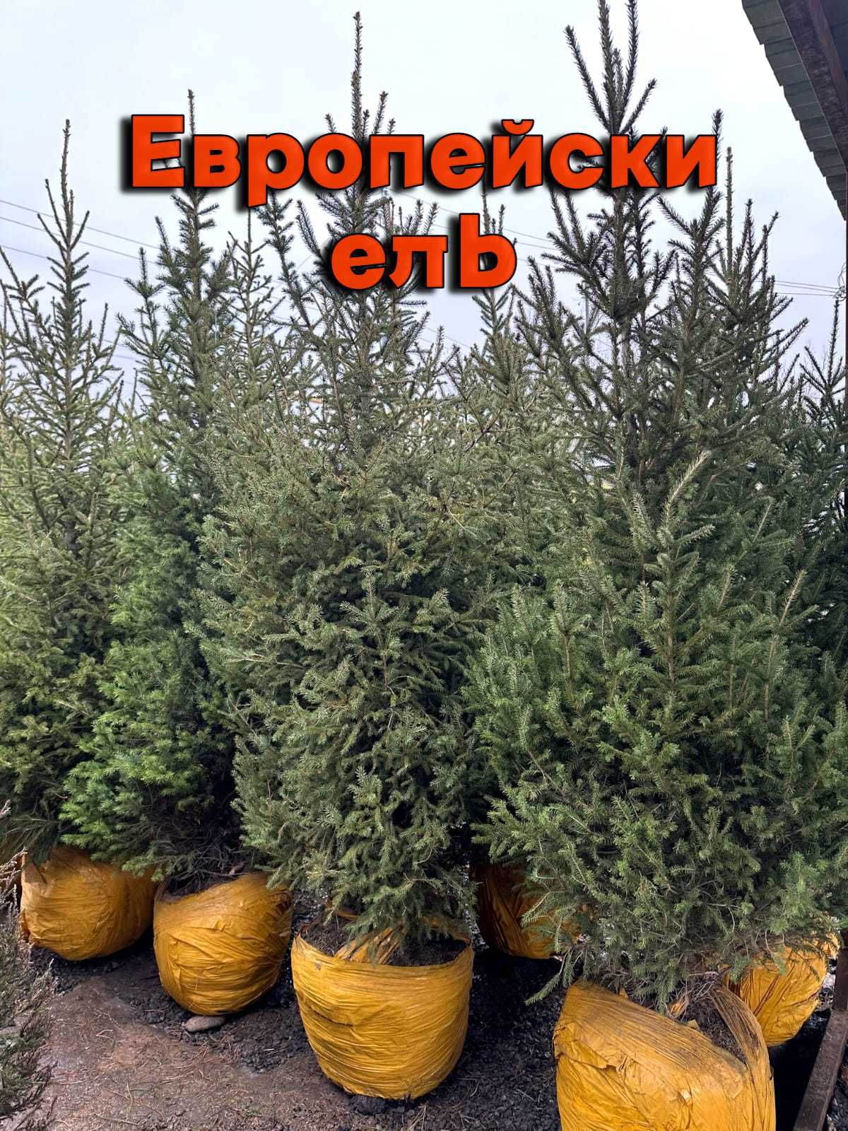 Саженцы Туя смарагд Сосна можжевельники Туи Елка голубая зеленая ель: 6 ...