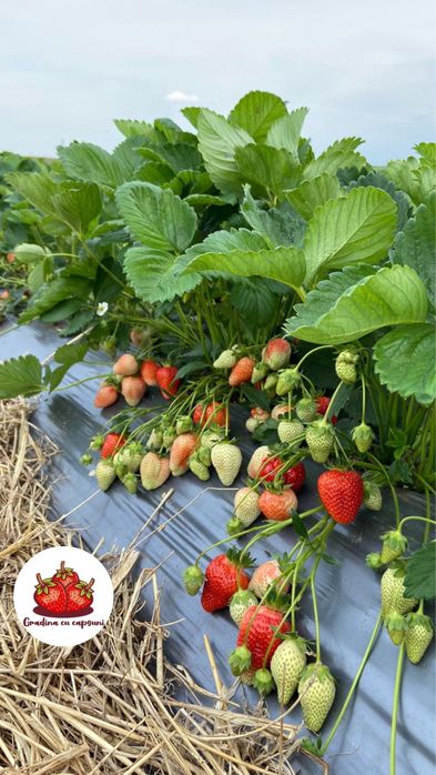 Stoloni capsuni albion, unifere elsanta Tecuci • OLX.ro