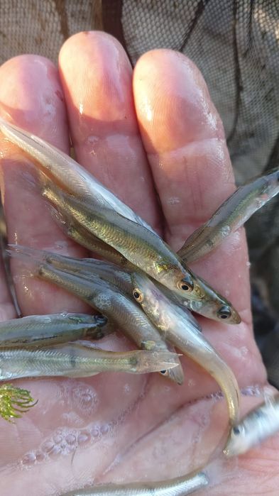 Puiet peste crap,fitofag,novac,sanger amur,LIN Dej • OLX.ro