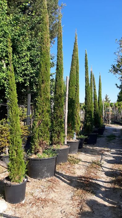 Chiparos italian Giurgiu • OLX.ro