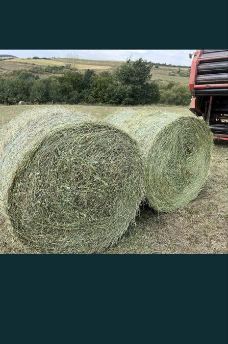 Baloti de lucerna Bircii • OLX.ro