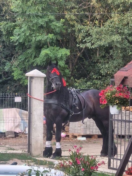 Vând cal frizian Floresti-Stoenesti • OLX.ro