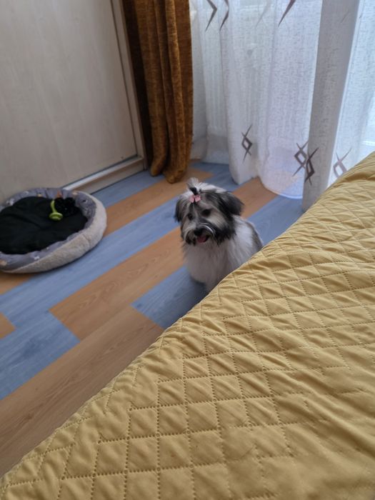 Shih Tzu Fetita 6 luni Bucuresti Sectorul 4 • OLX.ro