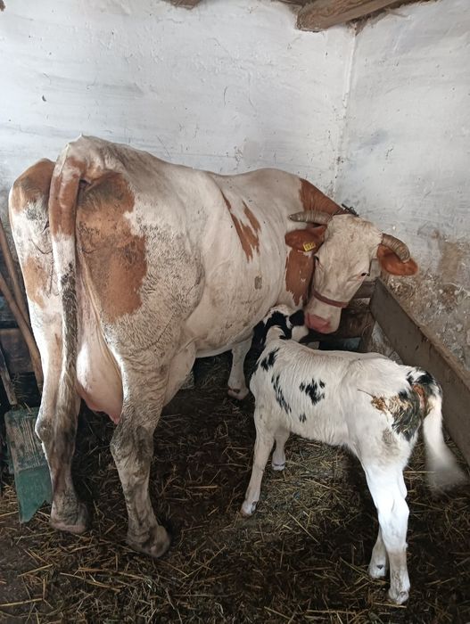De vanzare vaca cu vițică Ohaba-Forgaci • OLX.ro