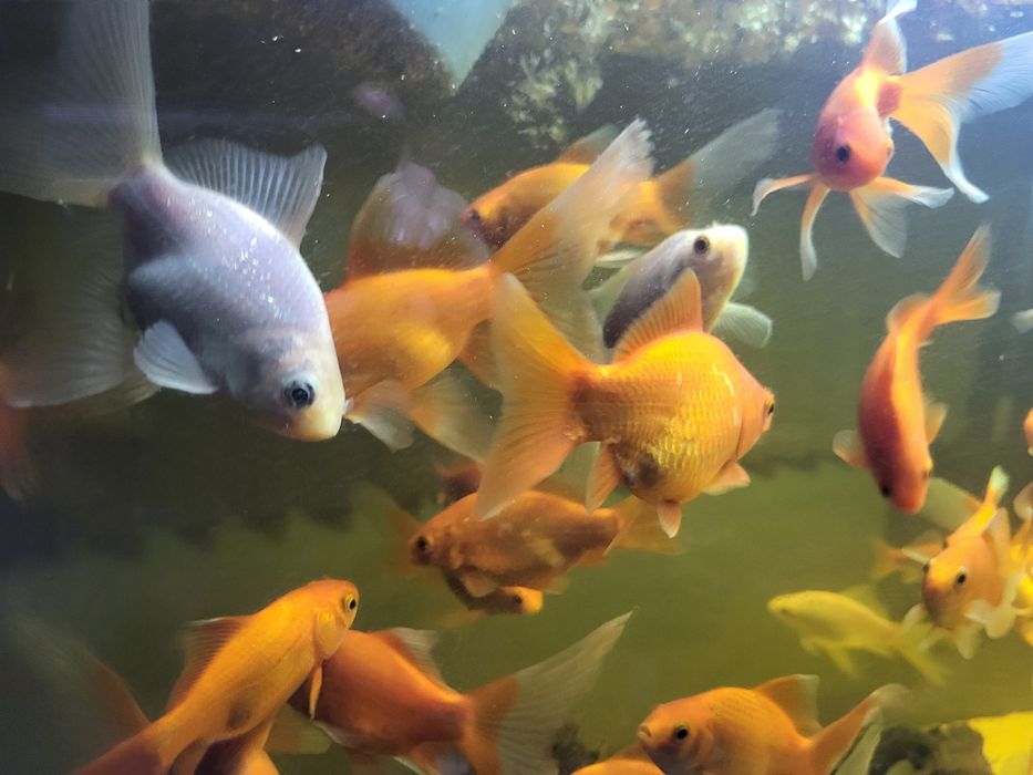 Pesti de iaz si acvariu Caras auriu ( Carassius auratus red ) Arad • OLX.ro