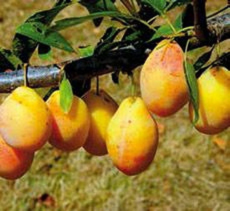 Prun Tipala Autofertil Ciumbrud • OLX.ro