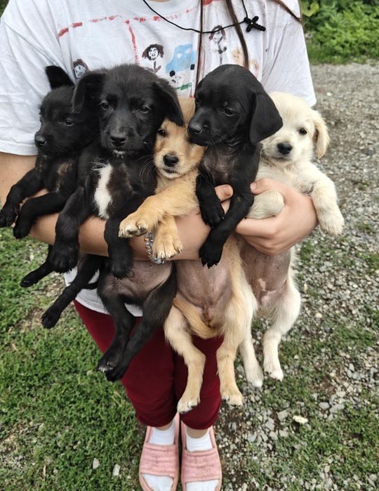 Se donează pui de câine Marca-Huta • OLX.ro