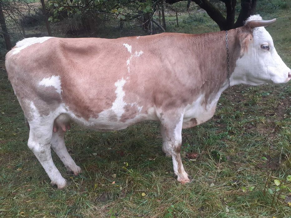 Vând vacă rasa baltata romaneasca Campulung • OLX.ro