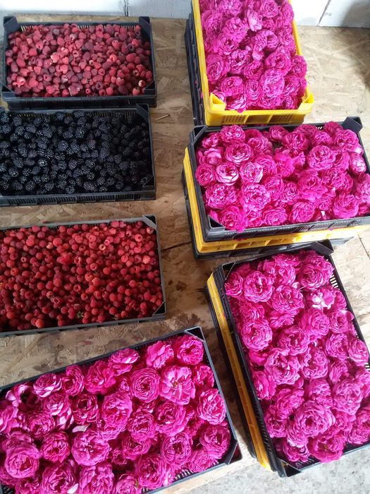 Butasi & Drajoni MUR Thornfree ( fără spini ) Ramnicu Sarat • OLX.ro