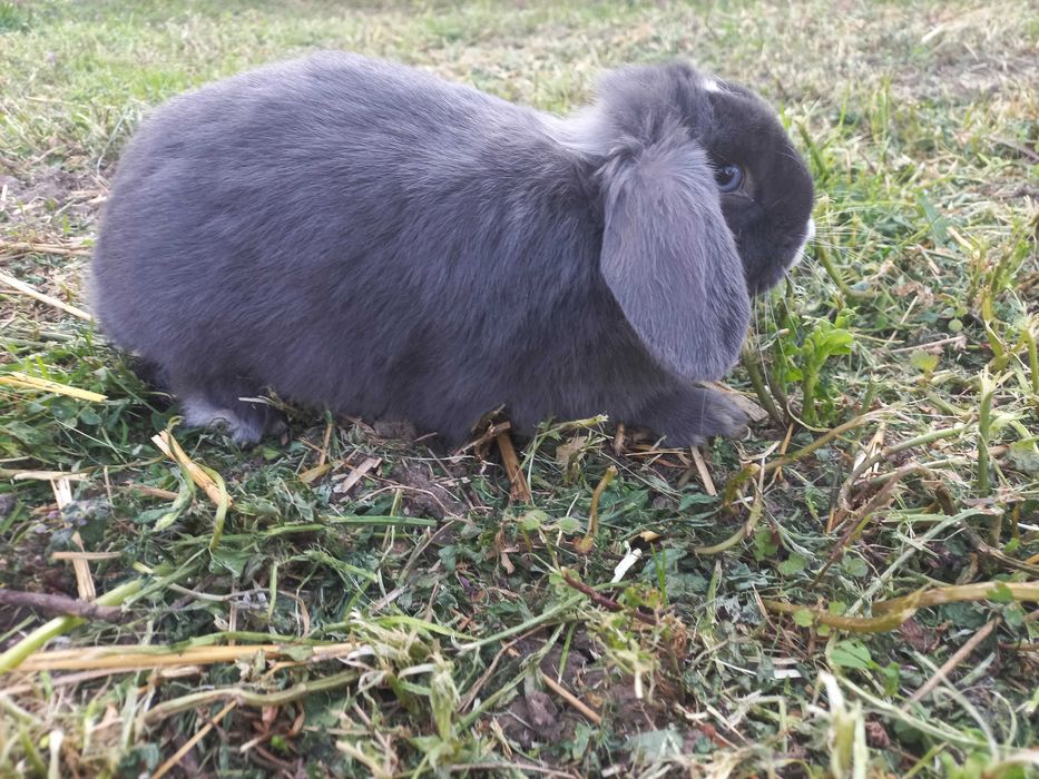 Berbec german pitic Arad • OLX.ro