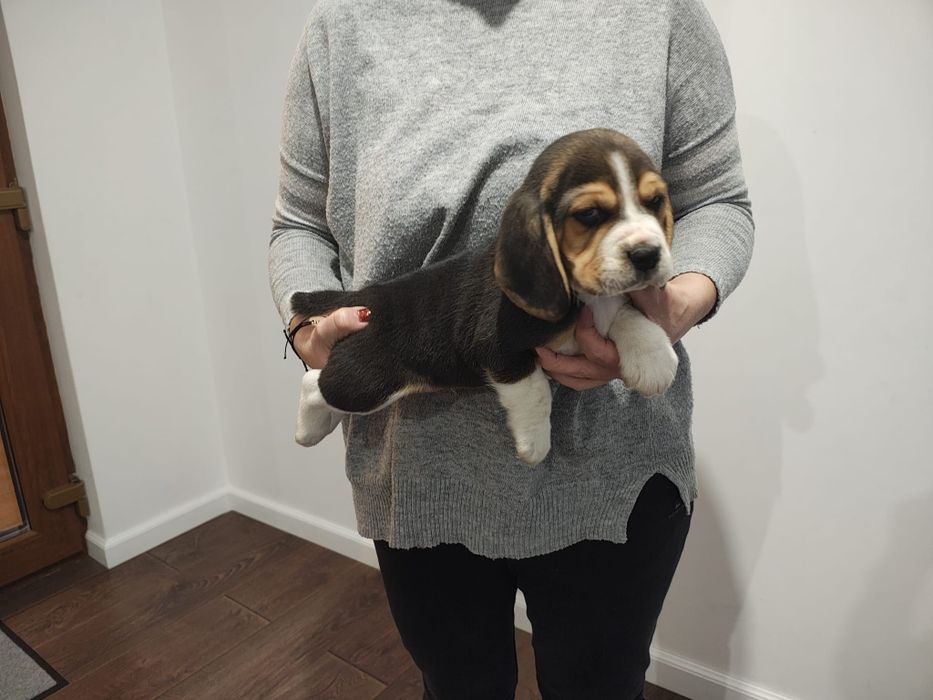 Pui Beagle tricolor din părinți cu pedigree Berceni • OLX.ro