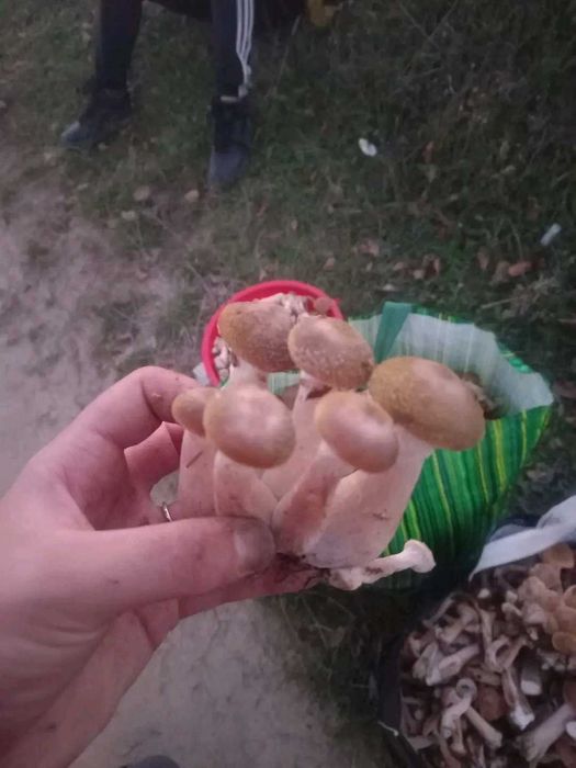 OPINTICI (ghebe) Frumusica • OLX.ro