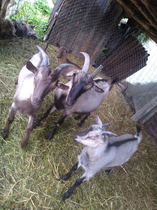 Capra metis alpina franceza Rugasesti • OLX.ro