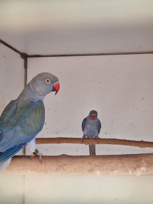 Малък Александър гр. Пловдив Тракия • OLX.bg