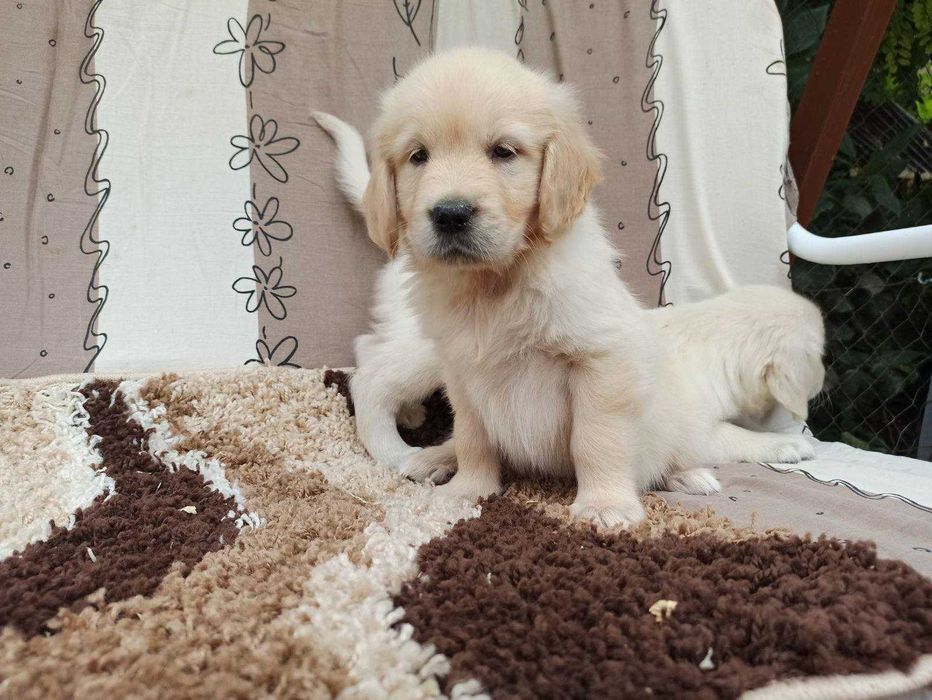 De vanzare catelus superb din rasa Golden Retriever/transport Iasi • OLX.ro