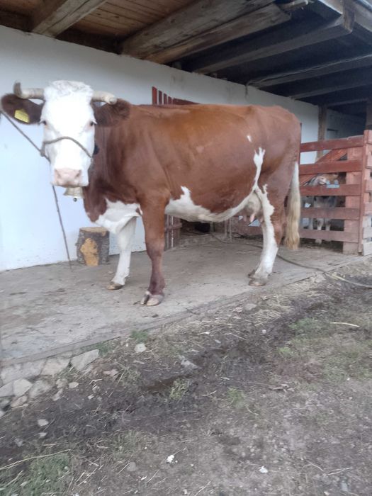 Vaca bălțată de vânzare Arieseni • OLX.ro