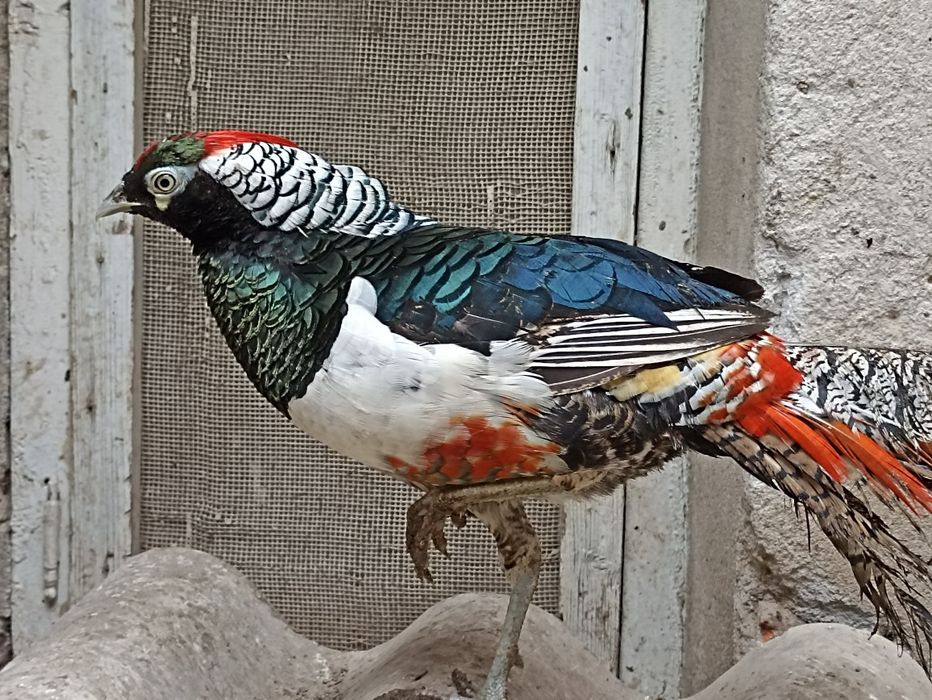 Vînd mascul de fazan diamant din anul 2022 , din primăvară . 250 LEI . Braniste • OLX.ro