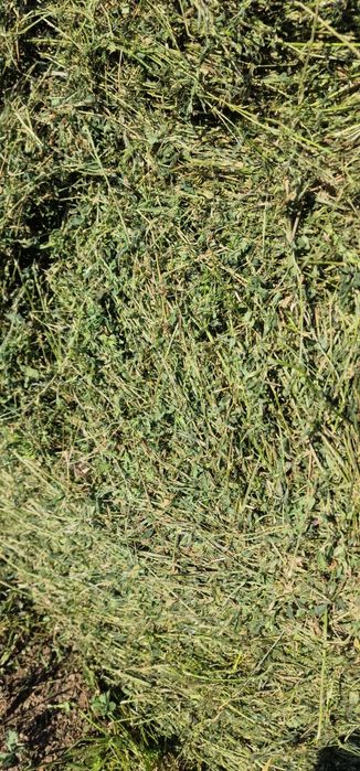 Baloti rotunzi lucerna coasa 1 Archid • OLX.ro