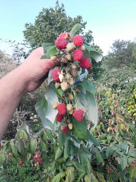 Vindem drajoni de Zmeură Suceava • OLX.ro