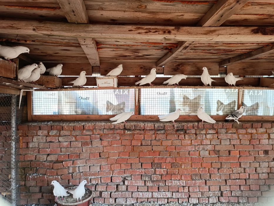 Старозагорски гълаби. гр. Любимец • OLX.bg