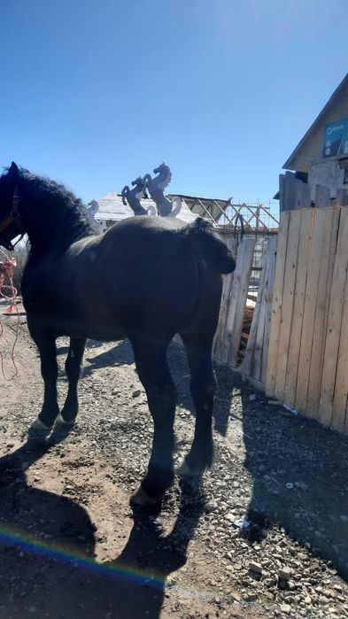 Vind cal semi greu Radauti • OLX.ro