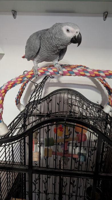 Papagal jako african Panciu • OLX.ro