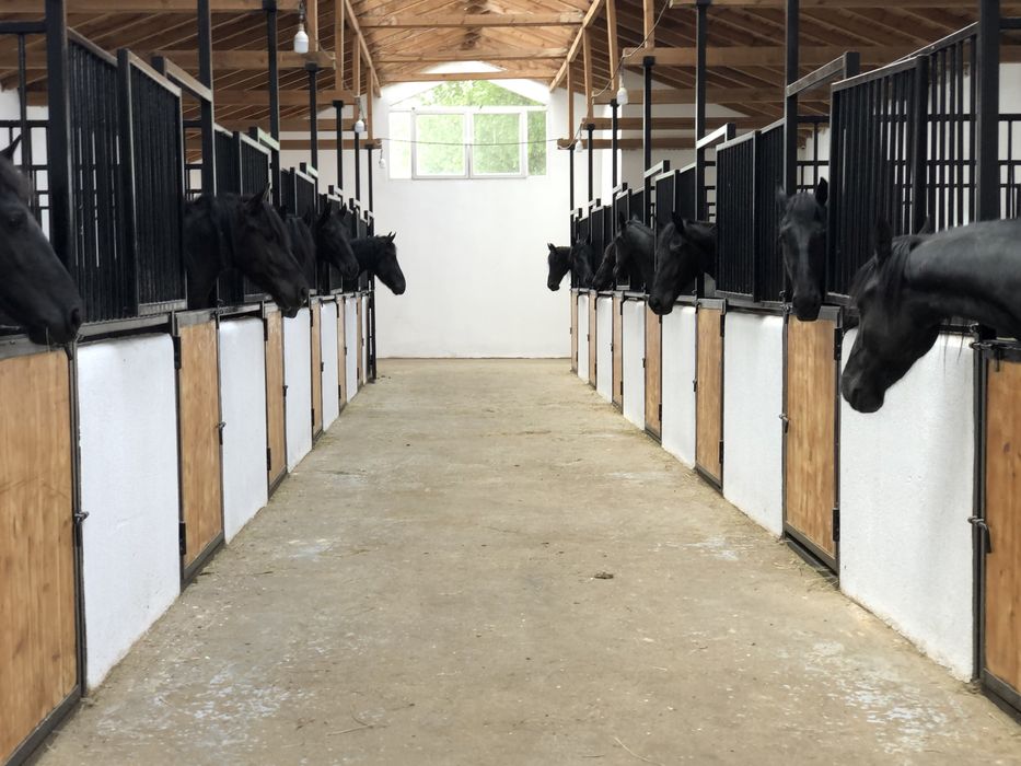 Friesieni mânji iepe armăsari Frizieni Brasov • OLX.ro