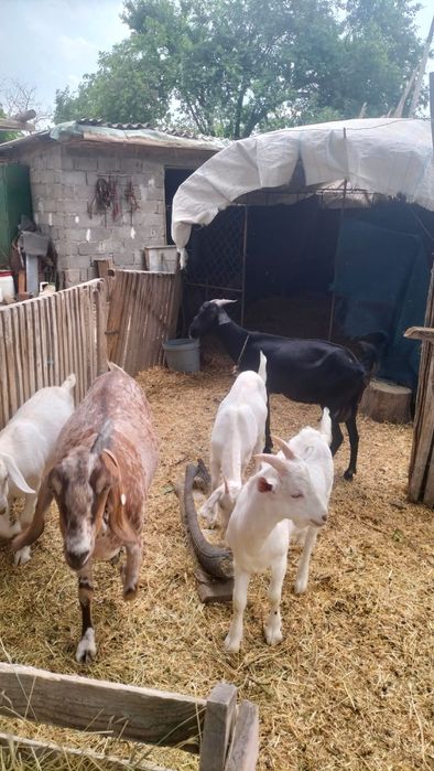 Capre si iezi de vanzare Suraia • OLX.ro