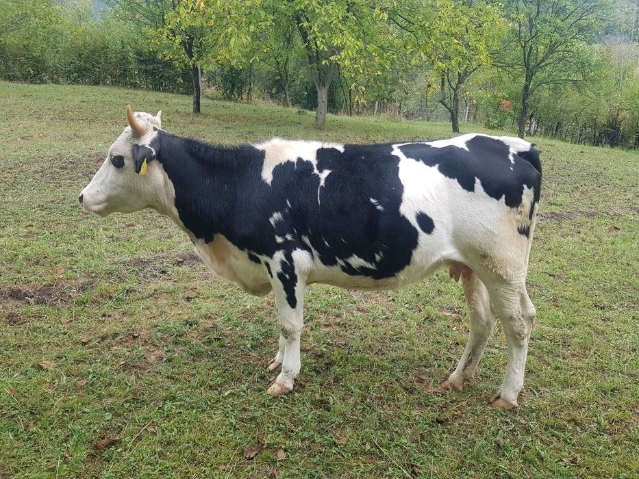 Vand 2 vaci tinere, una cu vitea sub ea, crescute pe gard electric Baia ...